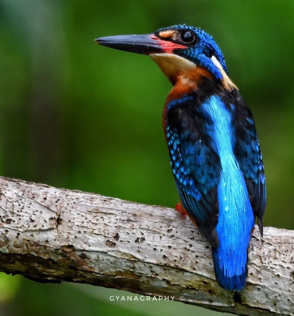 Alcedo meninting rufigastra from Kalatang RV on May 27, 2022 at 01:01 ...