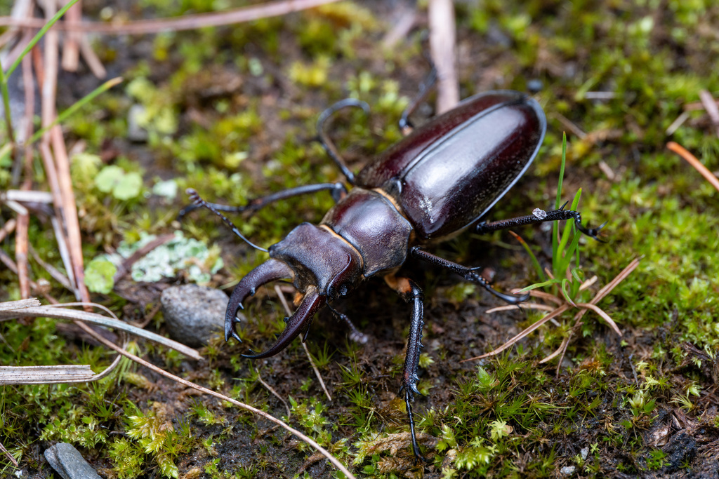 Lucanus kurosawai from 台灣台中市 on June 20, 2023 at 09:58 PM by Edward ...