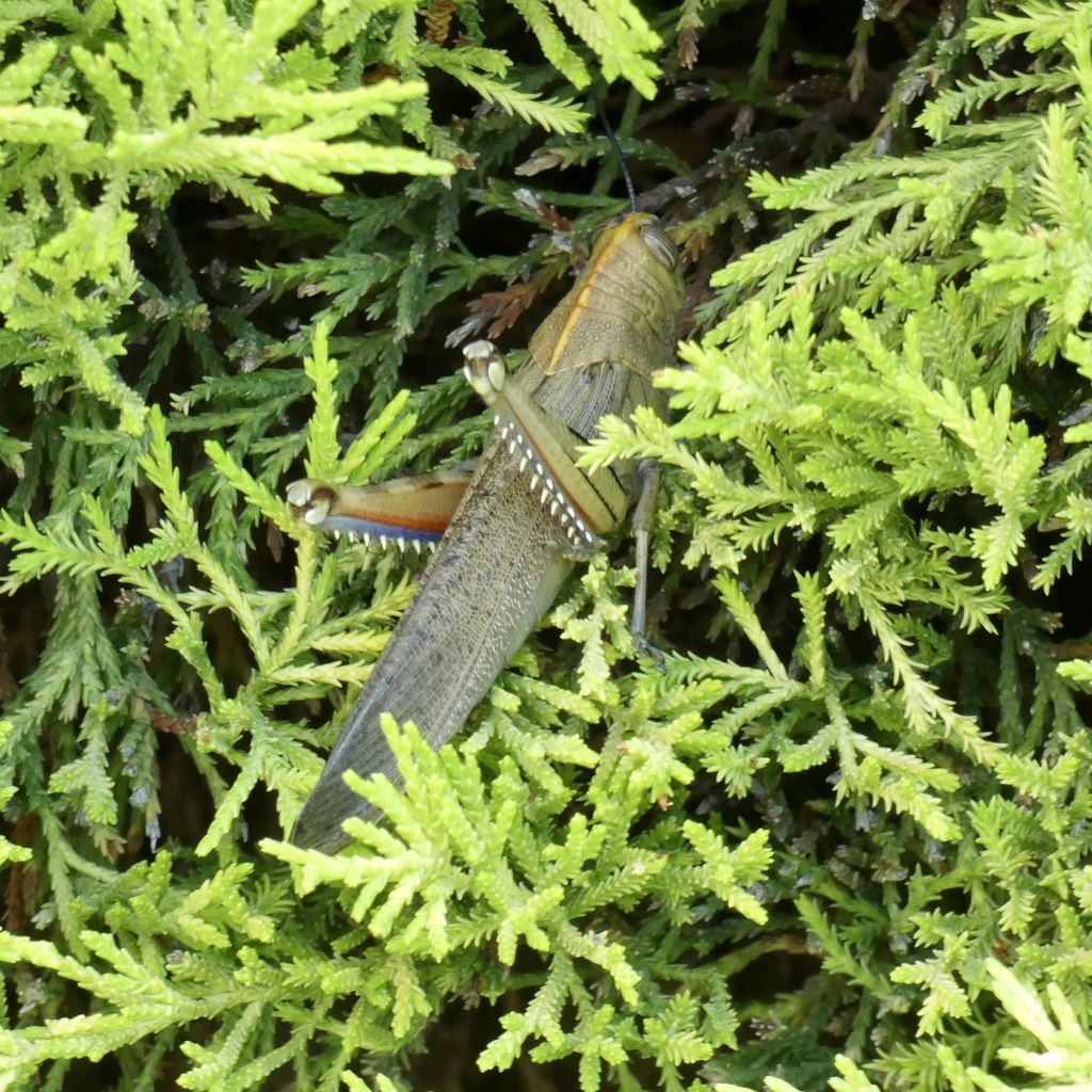 Egyptian Bird Grasshopper from İhlas Armutlu Tatil Köyü, Armutlu ...