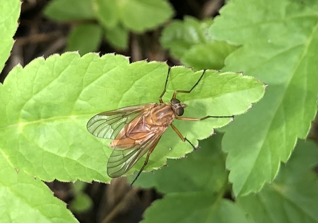 Marsh Snipe Fly from Парковая улица, Кологривский район, Костромская ...