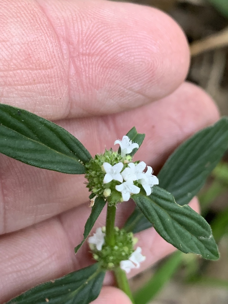 Woodland false buttonweed from Crediton State Forest, Eungella, QLD, AU ...