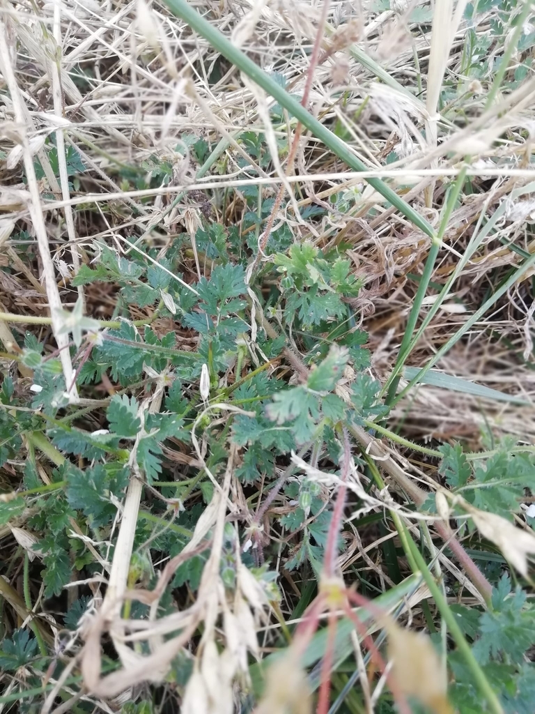 Redstem Stork's-bill from Dawlish Warren, Dawlish EX7 0NF, UK on June ...