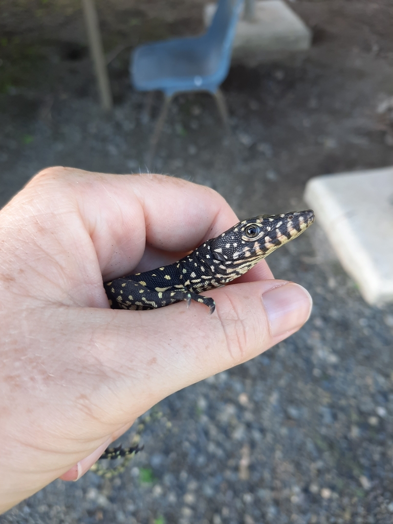 Mangrove Monitor in June 2023 by tiffany_beachy · iNaturalist