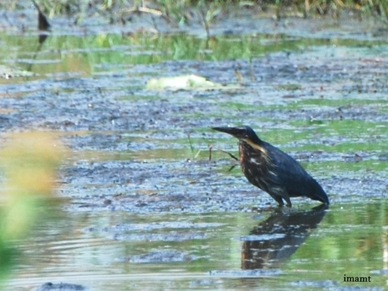 Black Bittern from Bekasi Regency, West Java, Indonesia on April 25 ...