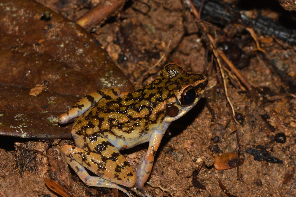 Spotted Stream Frog from East Kutai Regency, East Kalimantan, Indonesia ...