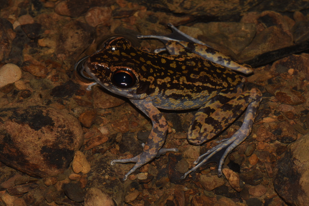 Spotted Stream Frog from East Kutai Regency, East Kalimantan, Indonesia ...