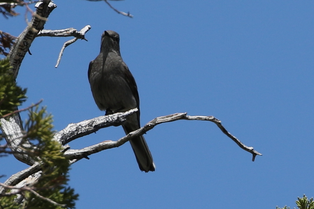 Townsend's Solitaire from Cascade Falls Trail, Fraser Valley F, BC V2V ...