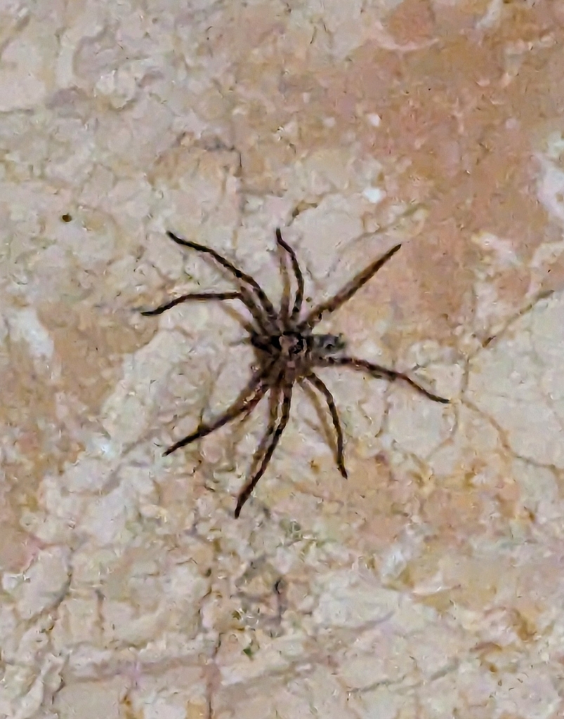 Pantropical Huntsman Spider from 167-1 Suzaki, Shimoda, Shizuoka 415 ...