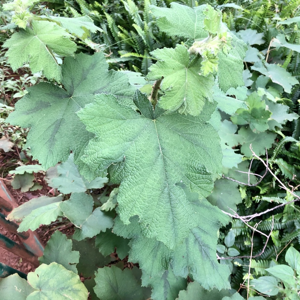 Giant bramble from Ellinjaa Falls Theresa Creek Rd, Millaa Millaa, QLD ...