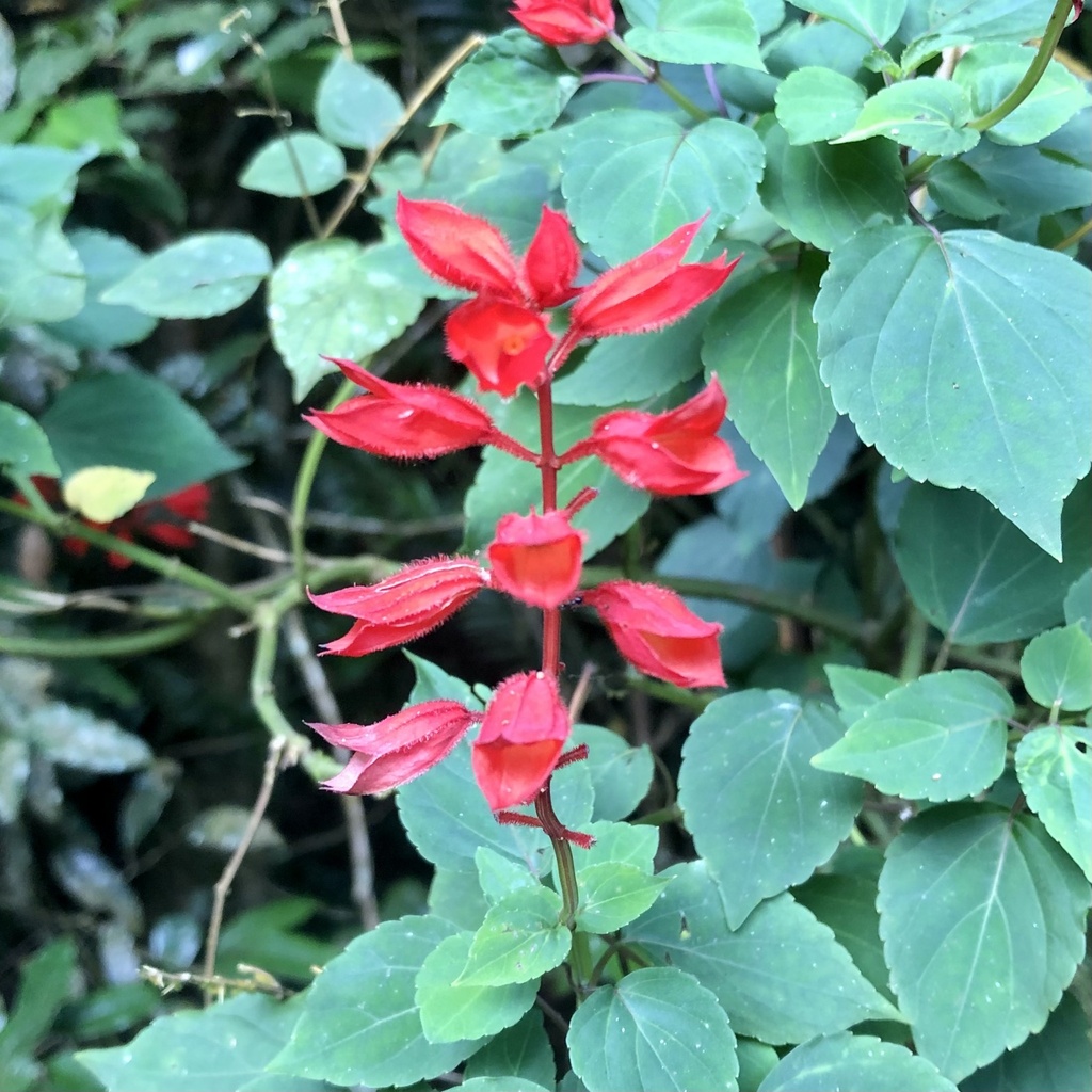Scarlet Sage from Millaa Millaa Falls, Millaa Millaa, QLD, AU on June ...