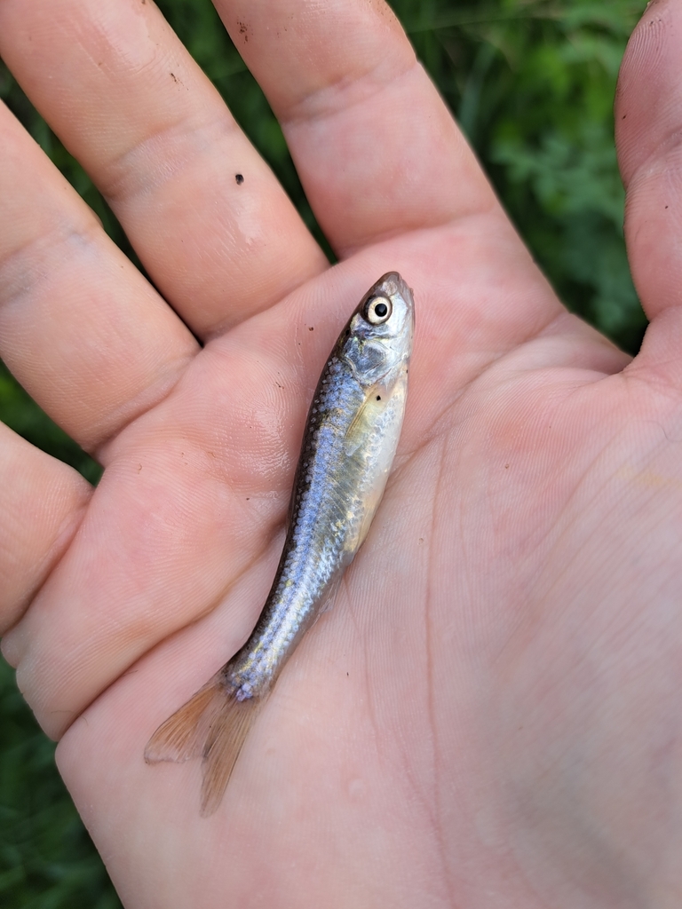 Brassy Minnow from St. Joseph, ON P0R, Canada on June 30, 2023 at 07:47 ...