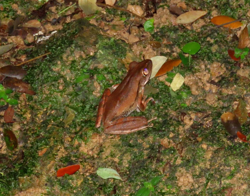 Common Southeast Asian Tree Frog from 27000 Kuala Tahan, Pahang ...
