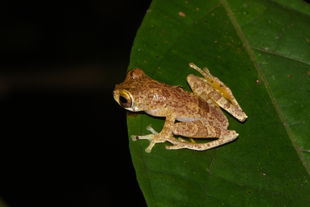 blue-spotted tree frog from East Kutai Regency, East Kalimantan ...