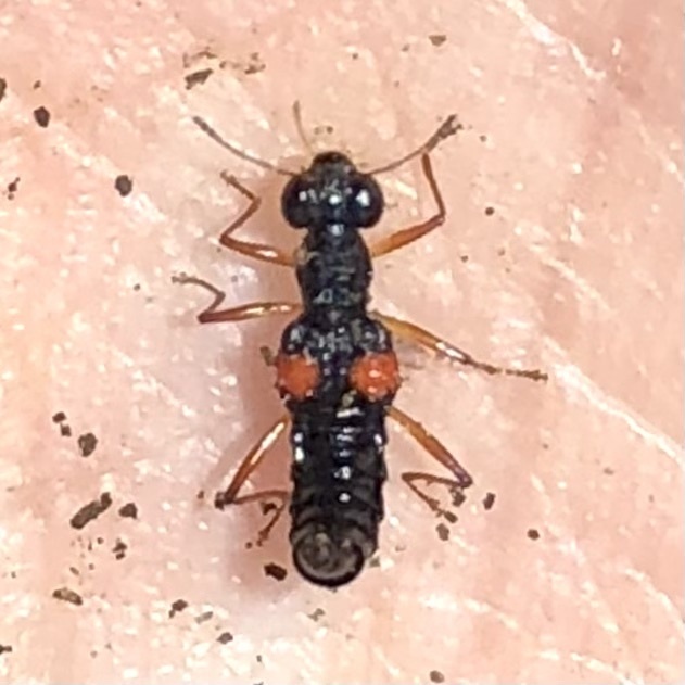 Stenus from Danbulla National Park and State Forest, Danbulla, QLD, AU ...