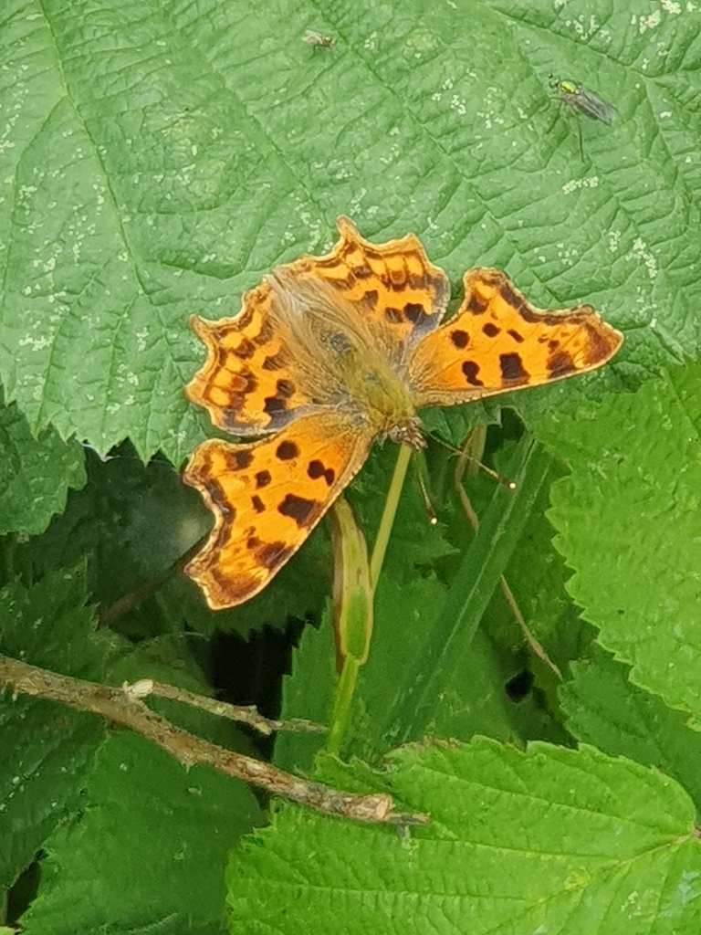 European Comma from Stirchley, Birmingham, UK on June 28, 2023 at 01:07 ...
