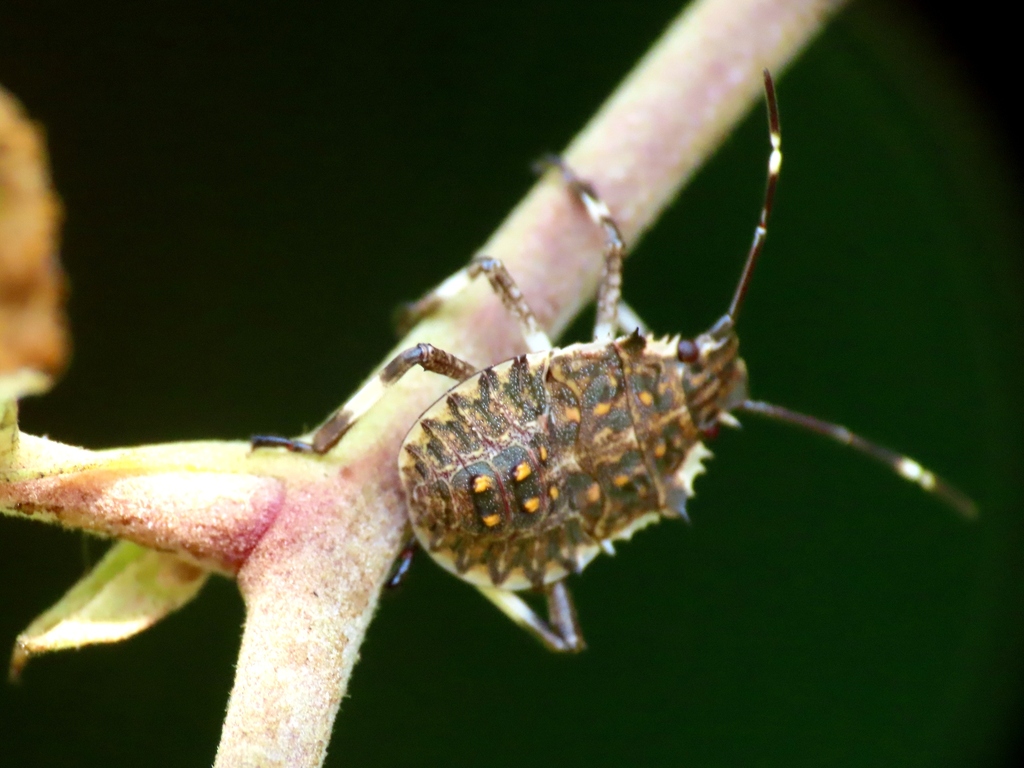 Brown Marmorated Stink Bug from Olesa de Montserrat, Barcelona, Spain ...