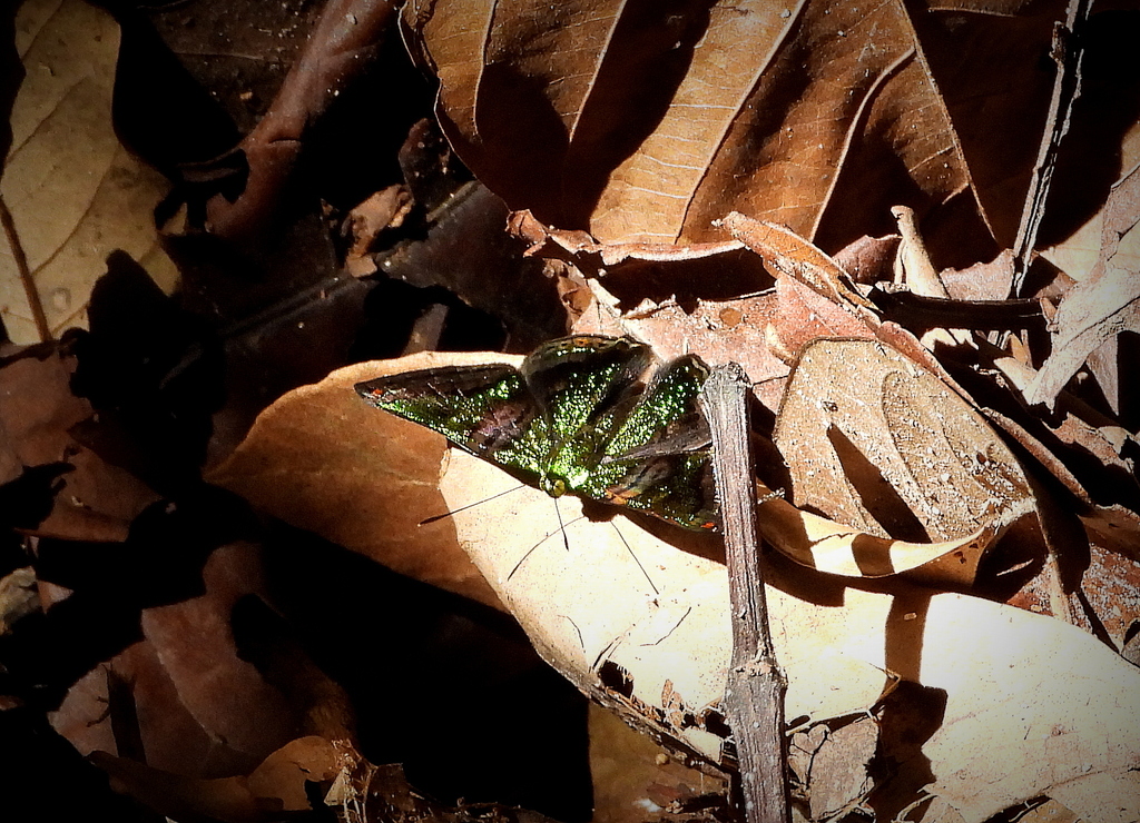 Caria from Itaituba - PA, Brasil on June 6, 2023 at 10:57 AM by KENNEDY ...