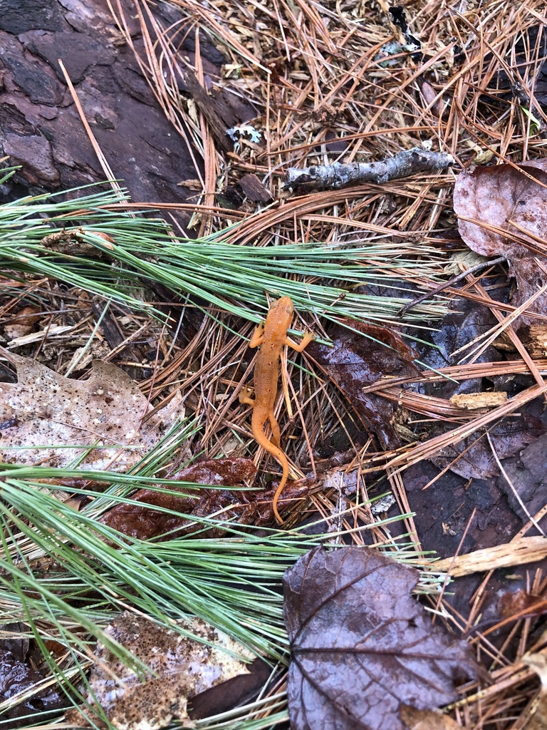 Red-spotted Newt from Phillipston, MA, US on April 17, 2023 at 09:19 AM ...