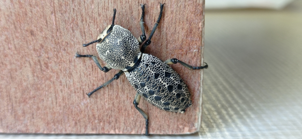 Zopherus jourdani from QX2M+J53, San José, El Jardín, Costa Rica on ...