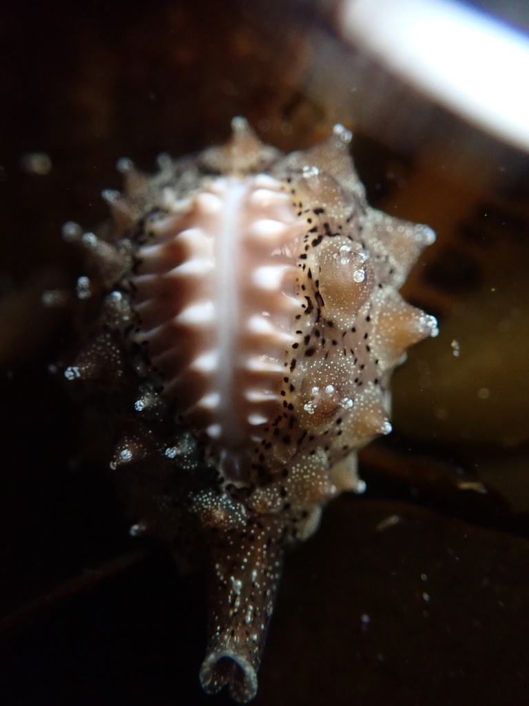 Solander's Trivia from North Pacific Ocean, CA, US on June 30, 2023 at ...