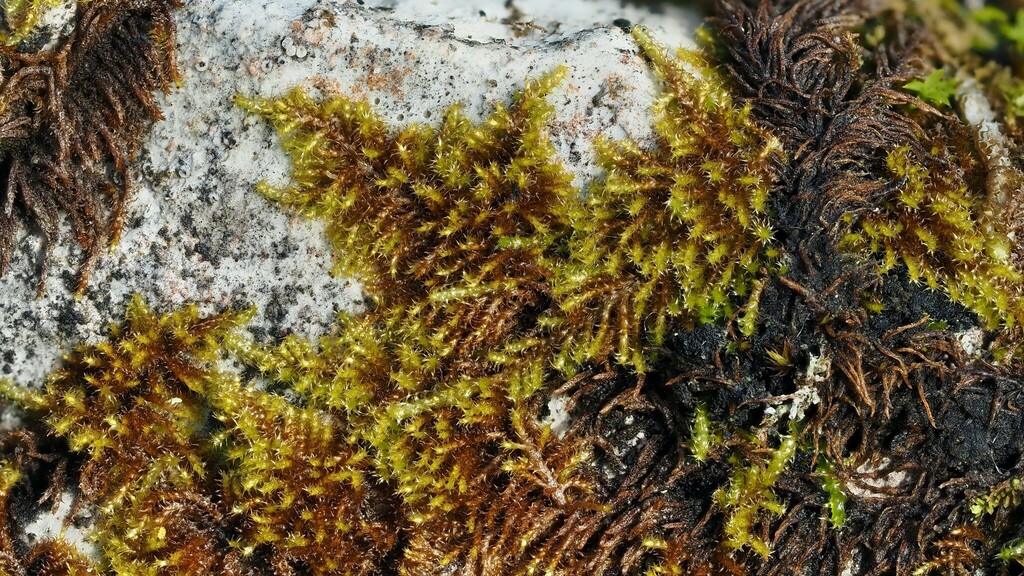 Haller's Feather-moss from Alta, Norwegen on August 3, 2022 at 02:58 PM ...