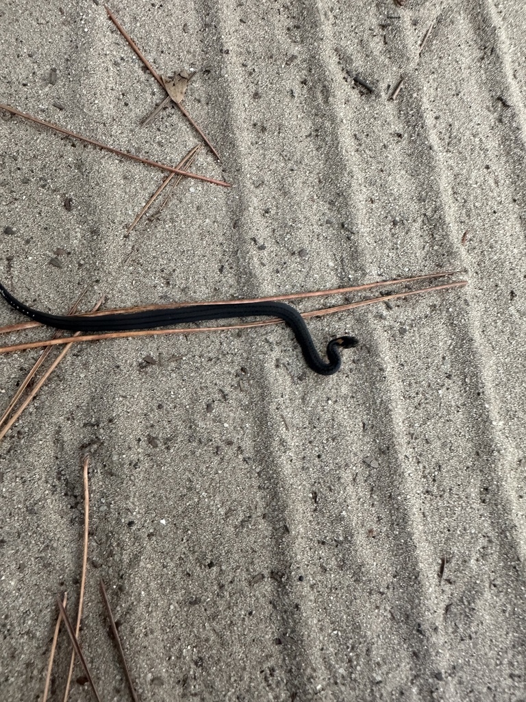 Gimkit - live learning game show