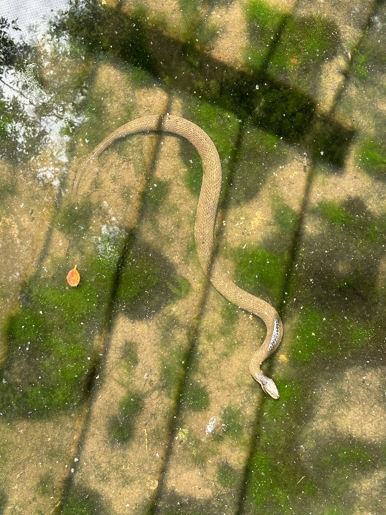 Gimkit - live learning game show