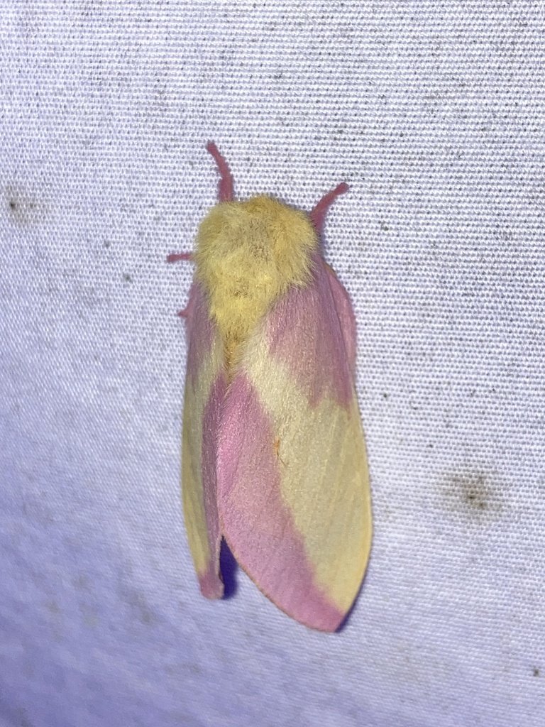 Rosy Maple Moth from Preston County, WV, USA on June 29, 2023 at 11:06 ...
