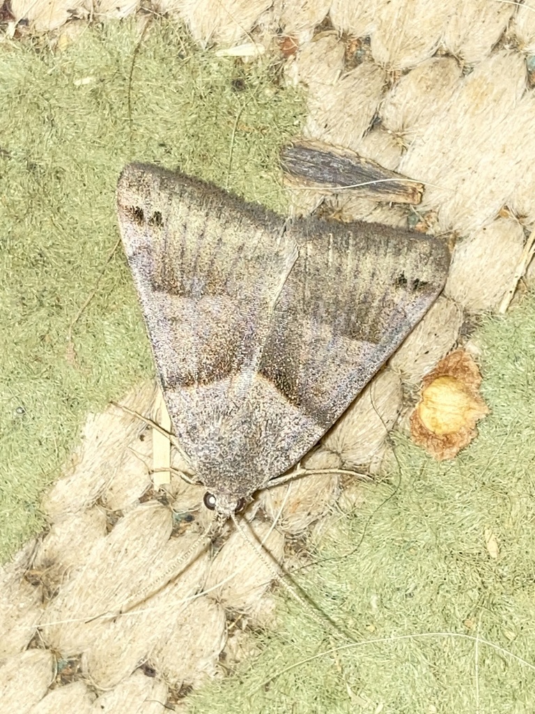 Clover Looper Moth from Preston County, WV, USA on June 29, 2023 at 11: ...