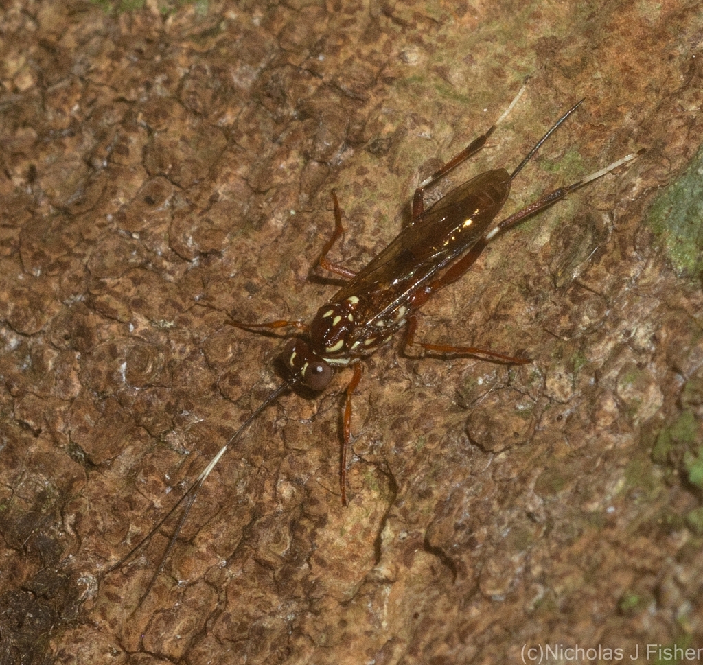 Ichneumonid Wasps from Lismore NSW 2480, Australia on January 26, 2023 ...