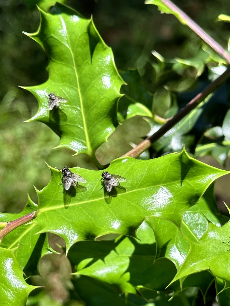House Flies and Allies from Sibley Volcanic Regional Preserve, Oakland ...