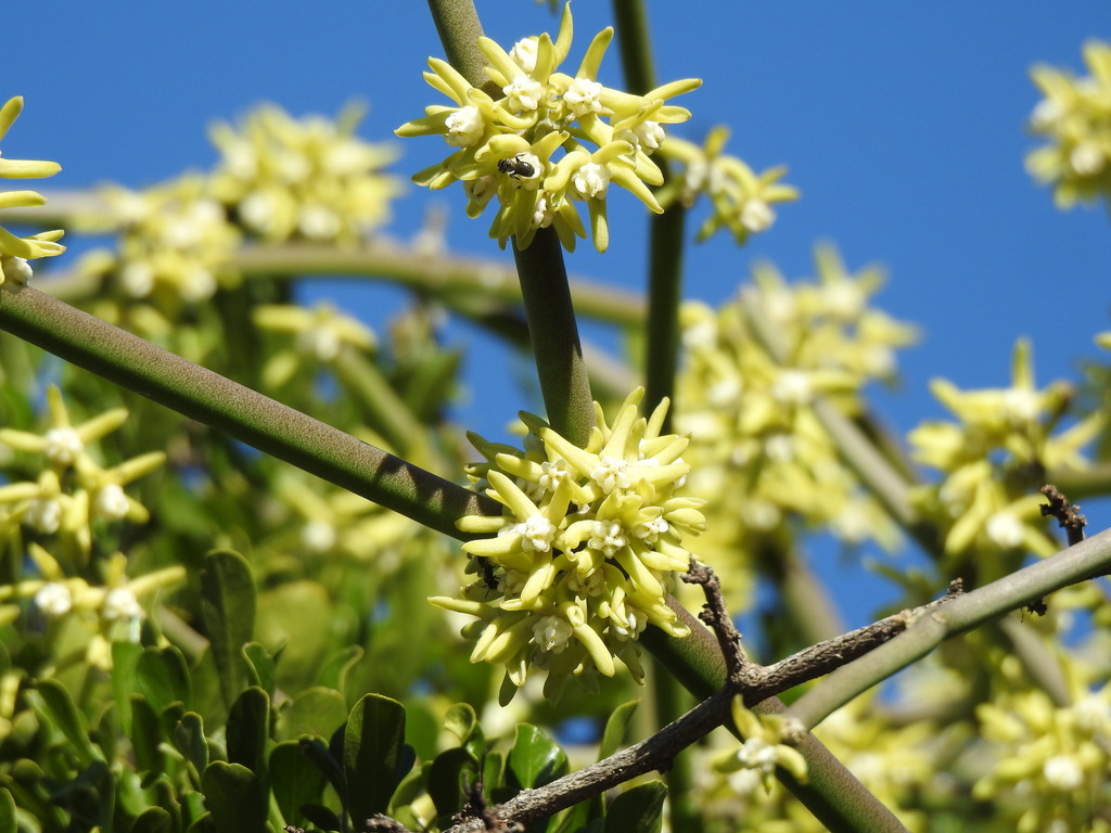 Caustic Vine from Amathole District Municipality, South Africa on June ...
