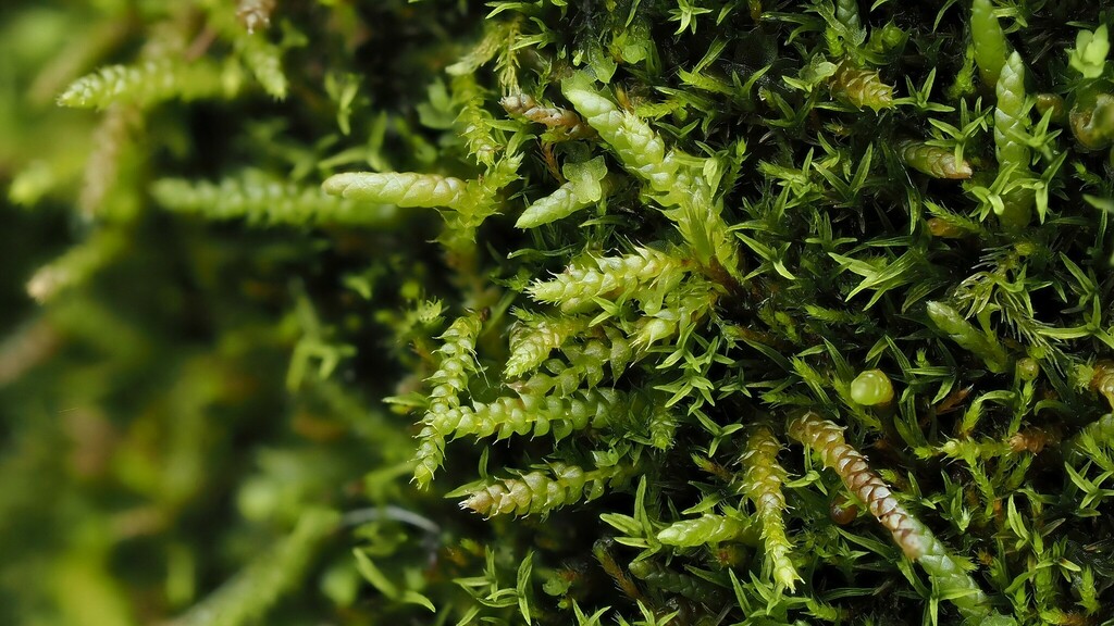 Dwarf Mousetail Moss (Myurella tenerrima) - Botanical Realm