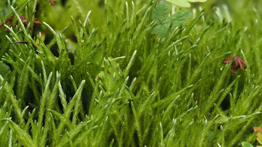 Straw Spear-moss from Alta, Norwegen on August 4, 2022 at 03:23 PM by ...