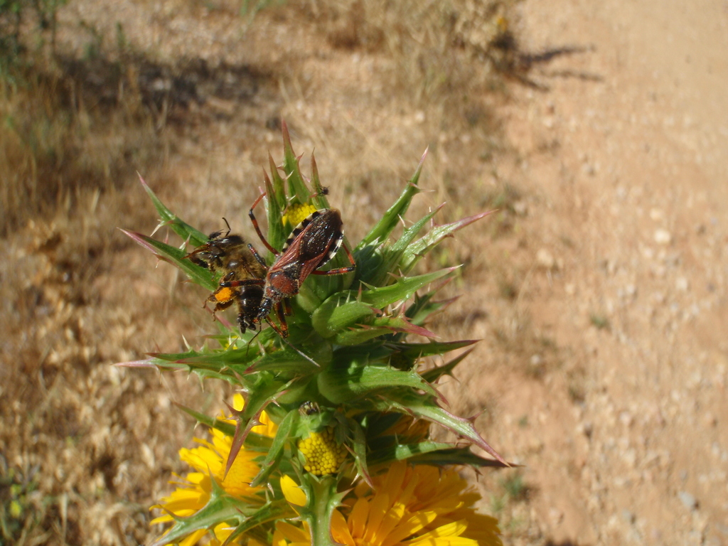 Flower Assassin Bugs from Albufeira, 8200, Portugal on June 5, 2023 at ...