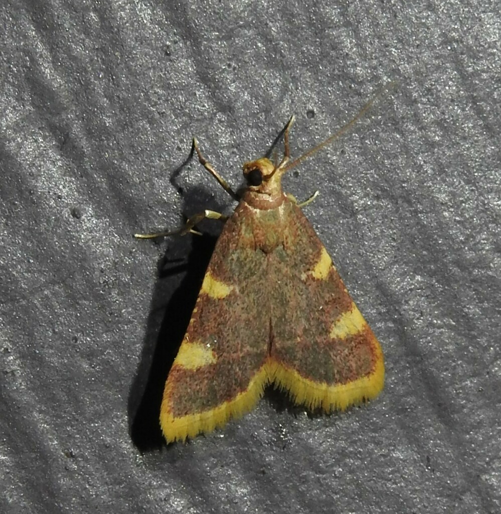 Clover Hayworm Moth from Town of Rockingham, VT, USA on June 29, 2023 ...