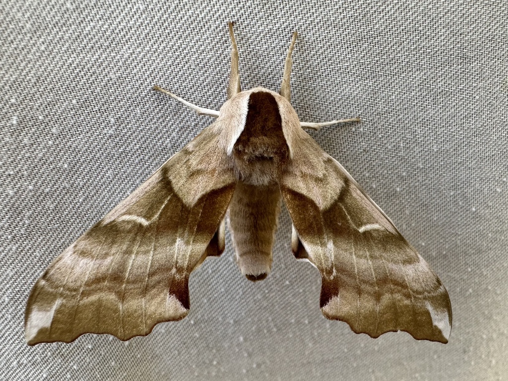Southwestern Eyed Sphinx from Sunglo Dr, Penticton 1, BC, CA on June 30 ...