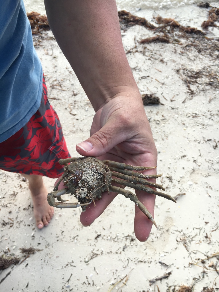 Portly Spider Crab from Fat Deer Key, Marathon, FL, US on December 25 ...