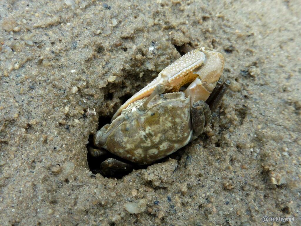 Northern Calling Fiddler Crab from 香港 on June 30, 2023 at 03:51 PM by ...