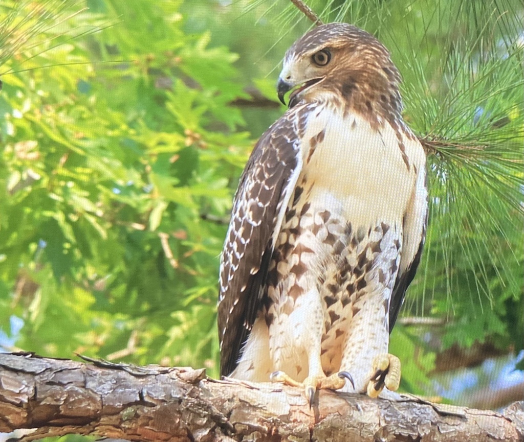 Red-tailed Hawk from Auburn, AL, US on June 30, 2023 at 09:37 AM by ...