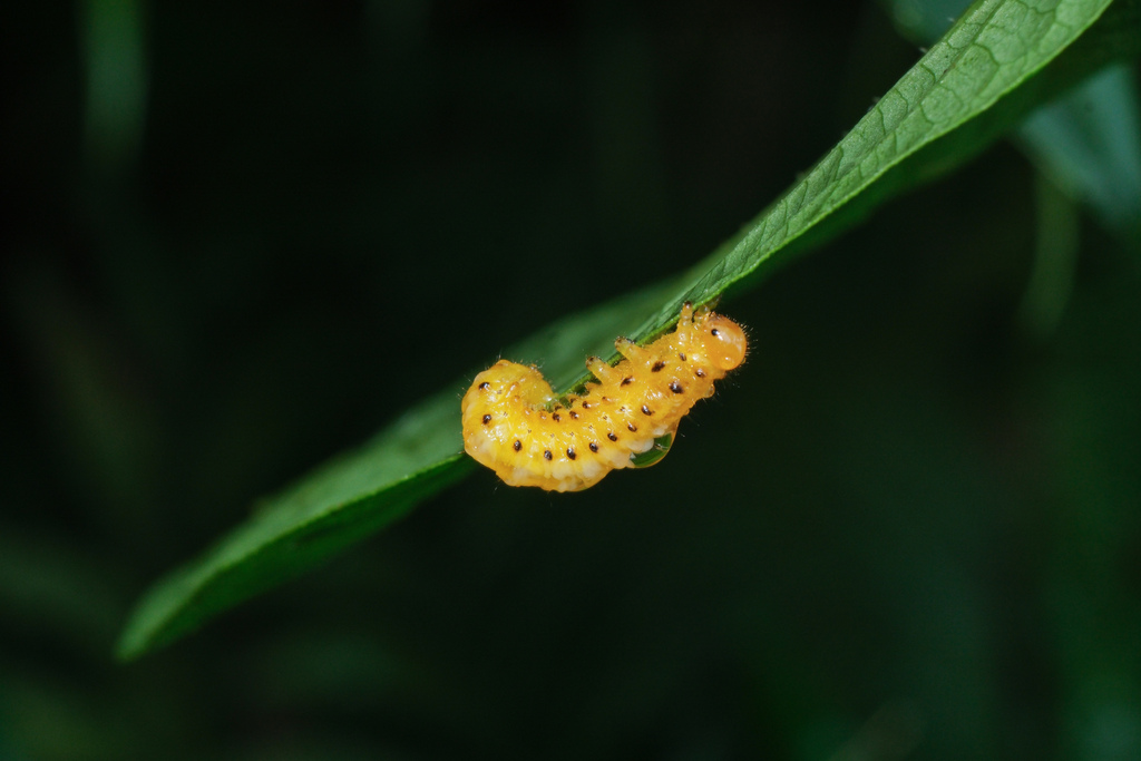 Azalea Argid Sawfly from Siu Lek Yuen, Hong Kong on June 30, 2023 at 12 ...