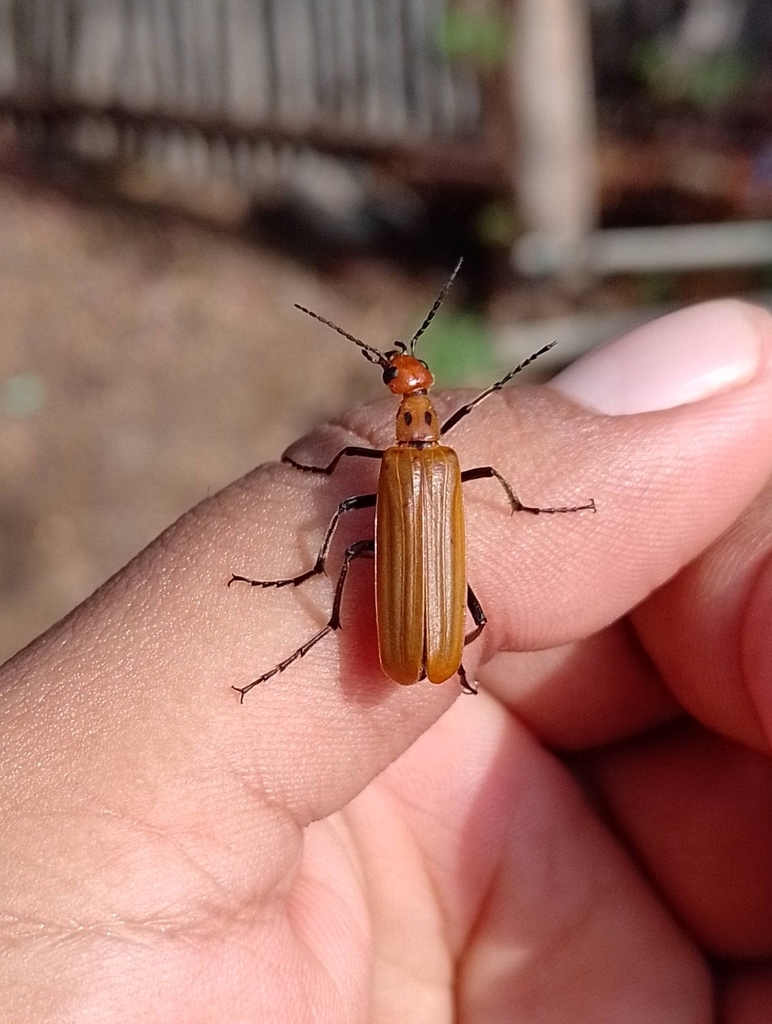 Pyrota from Zihuatanejo de Azueta, MX-GR, MX on June 24, 2023 at 09:25 ...