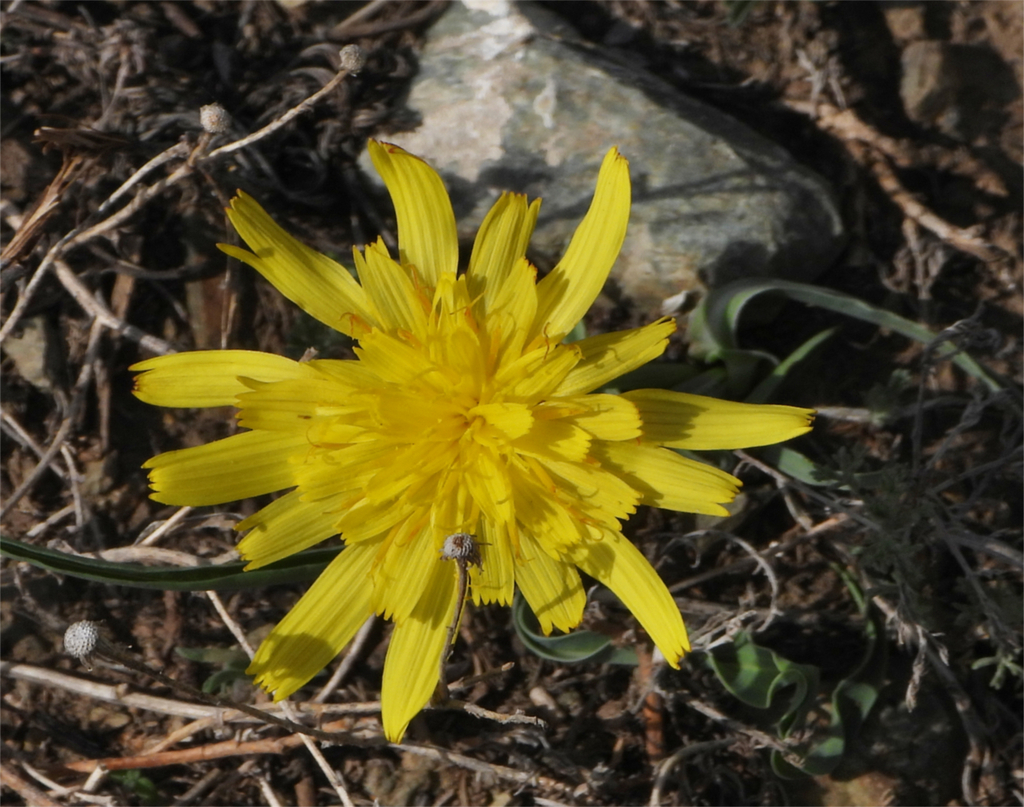 Austrian scorzonera from Sergelen, Mongolia on June 13, 2023 at 09:40 ...