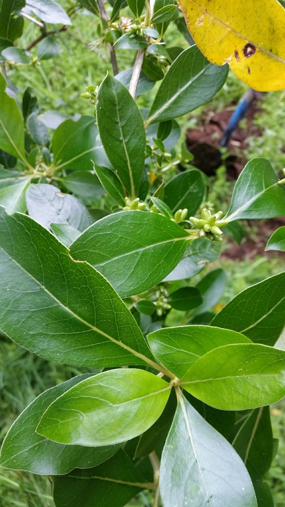 Karamu from Kapiti Coast, NZ-WG, NZ on November 28, 2018 at 10:19 AM by ...