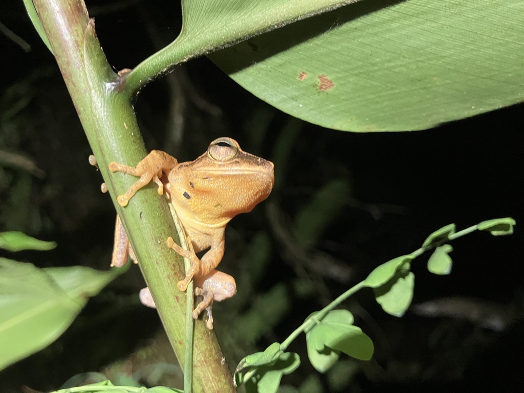 Reticulate tree frog in June 2023 by lanka_wildlife. Medium frog, seen ...