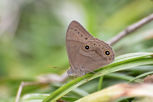 Lethe lanaris · iNaturalist United Kingdom