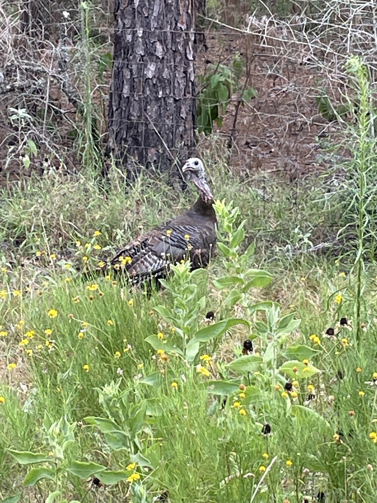 Wild Turkey from Bastrop County, TX, USA on June 30, 2023 at 08:44 AM by Kathy McAleese. Grazing ...