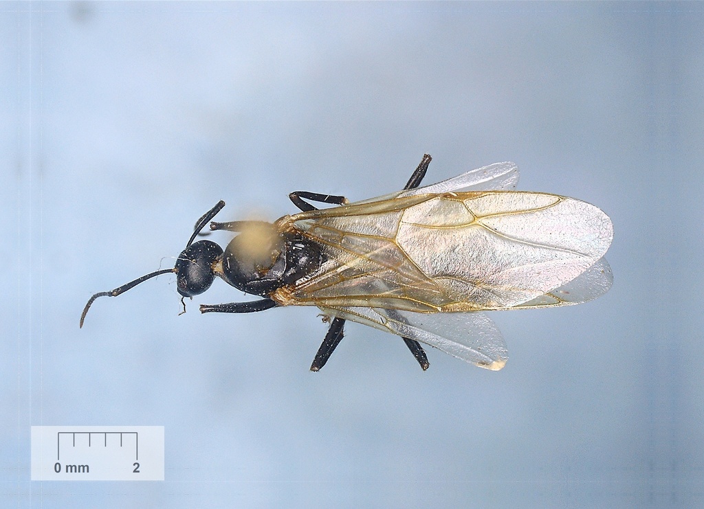 True Carpenter Ants from Sherbrooke, QC, Canada on August 30, 1992 by ...