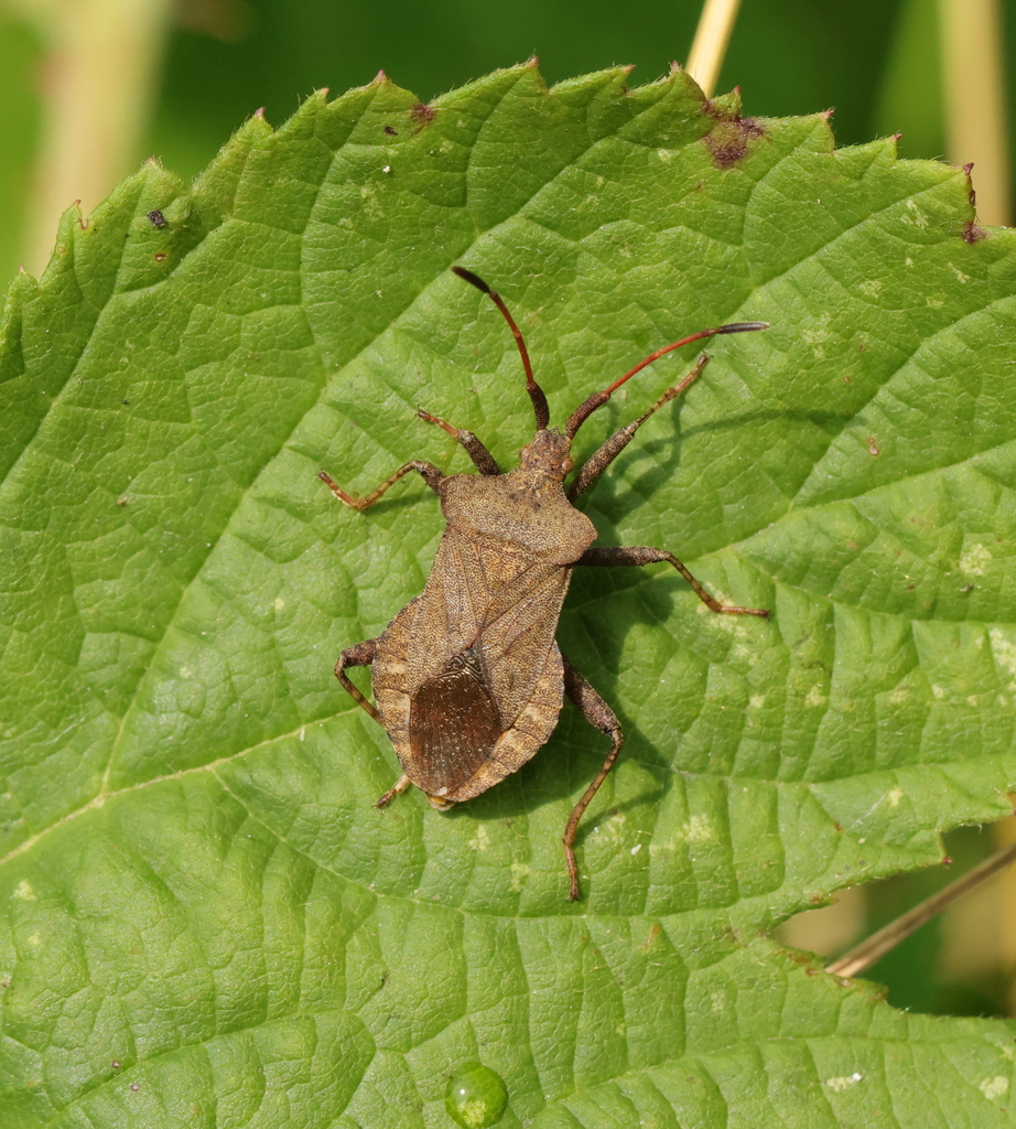 Dock Bug from Gonfreville-l'Orcher, France on June 30, 2023 at 05:29 PM ...