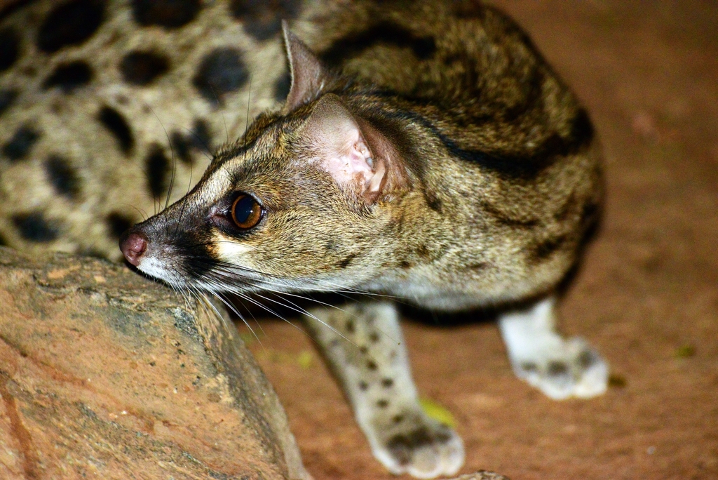 Genets (Genetta) - Know Your Mammals